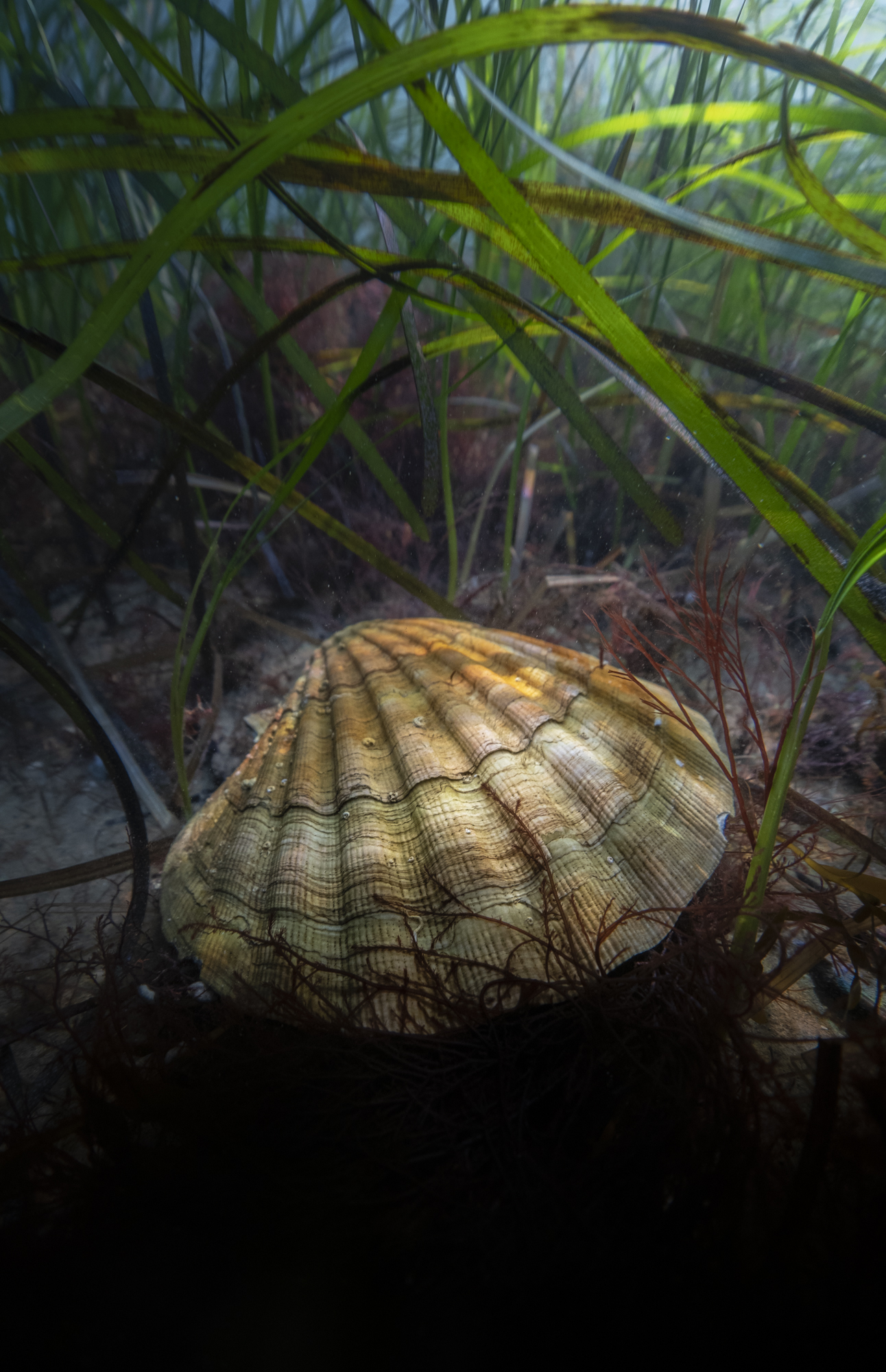 Theo Vickers | Marine Wildlife Photography