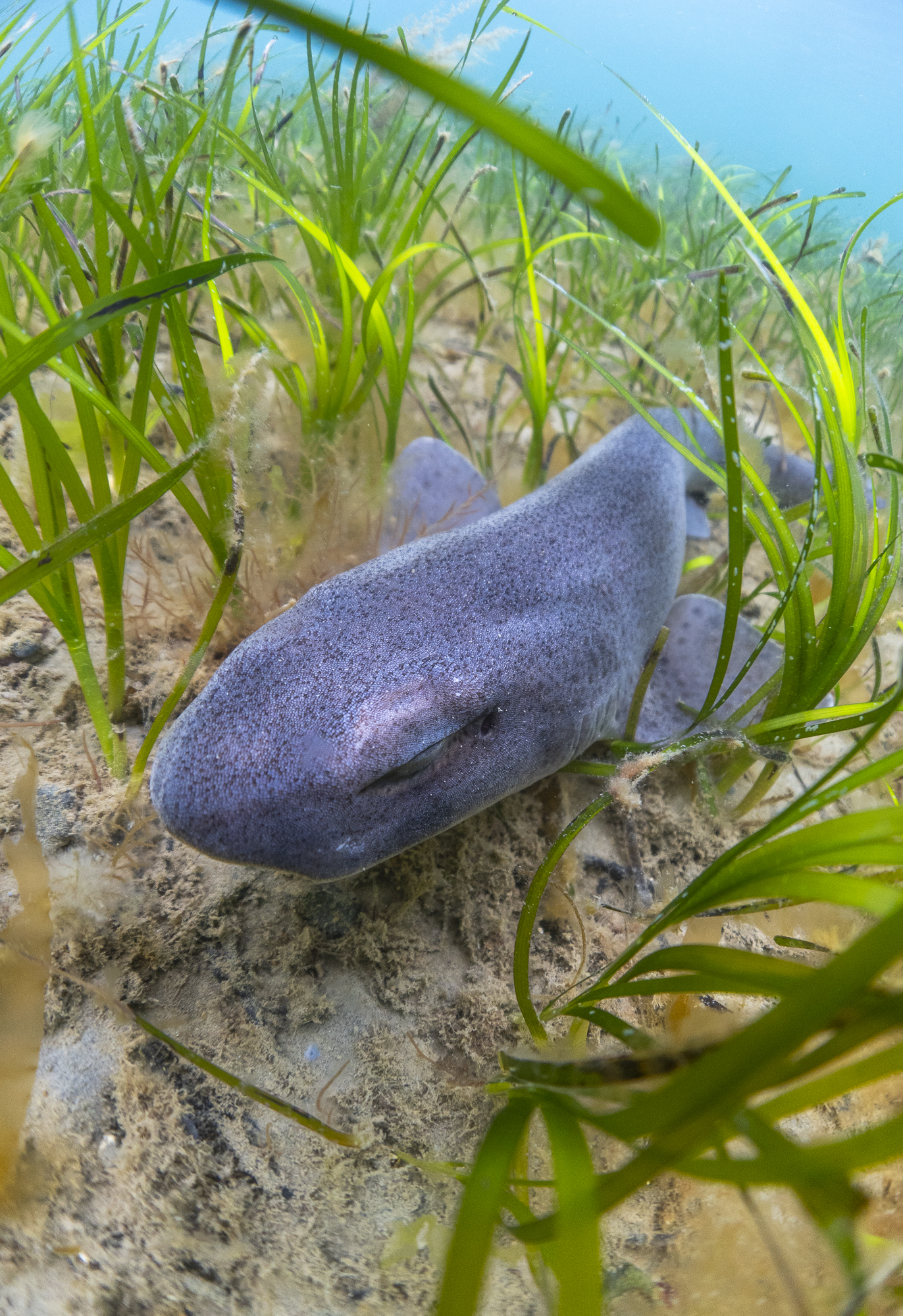 Theo Vickers | Marine Wildlife Photography – Explore award-winning ...
