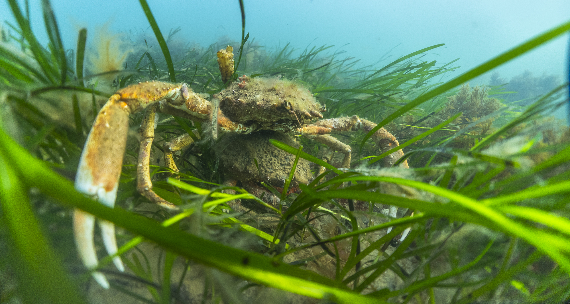 Theo Vickers | Marine Wildlife Photography
