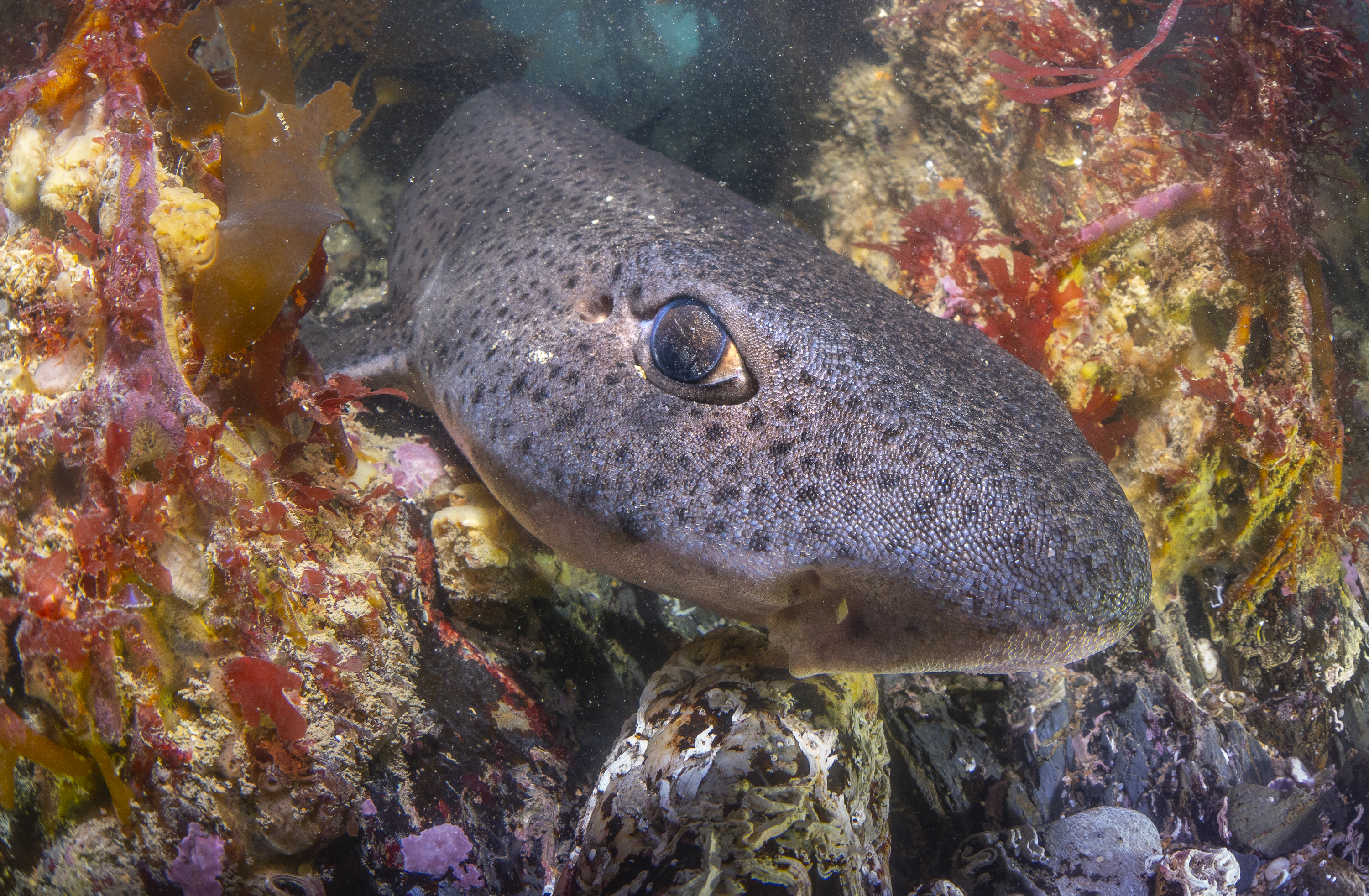 Theo Vickers | Marine Wildlife Photography – Explore award-winning ...