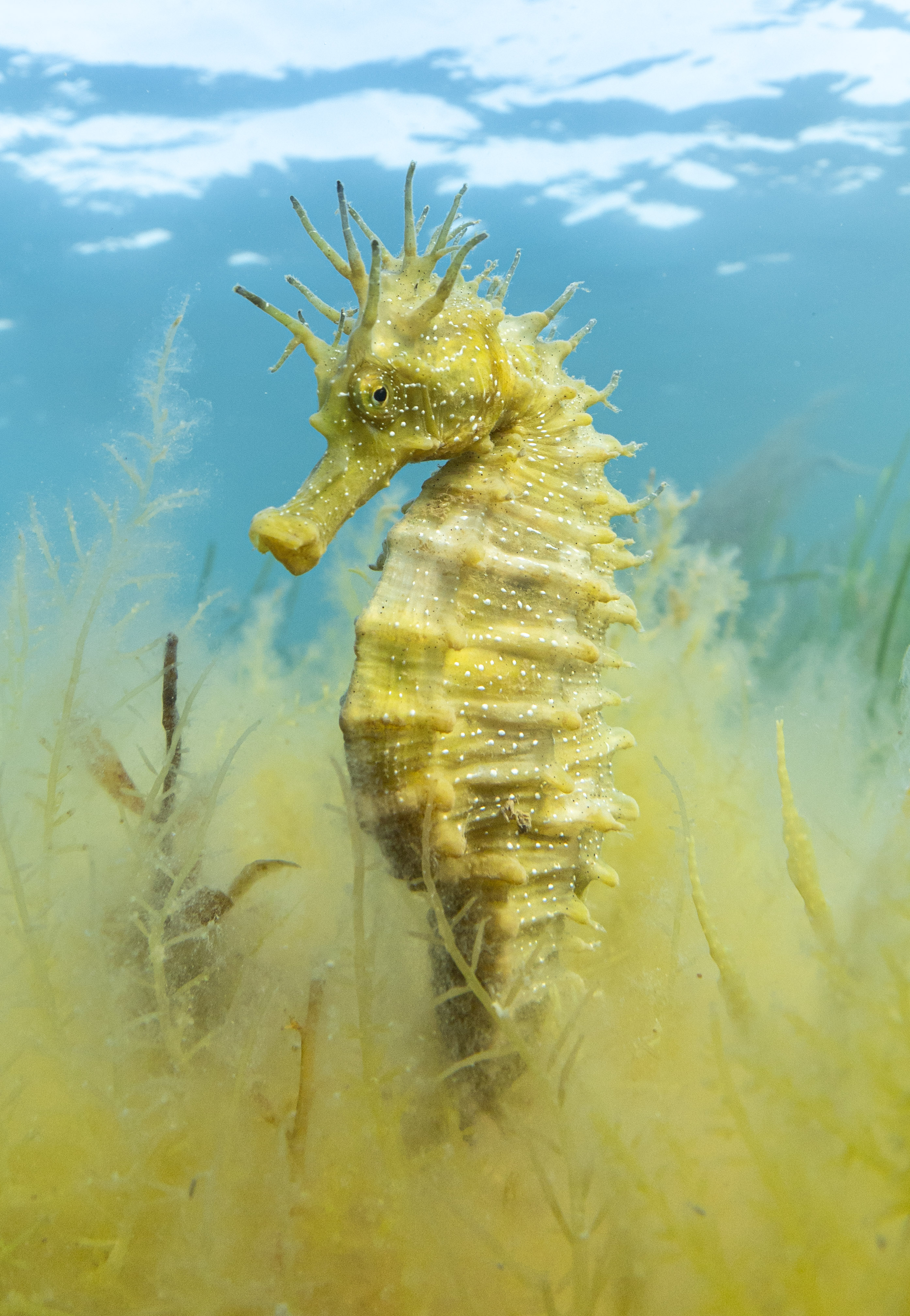 Theo Vickers | Marine Wildlife Photography – Explore award-winning ...